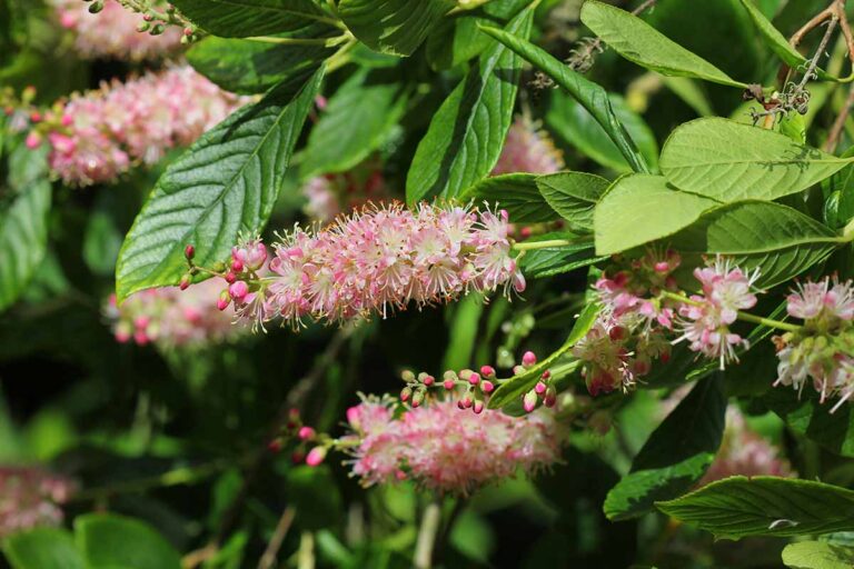 How to Grow Hardy Summersweet (Sweet Pepperbush)