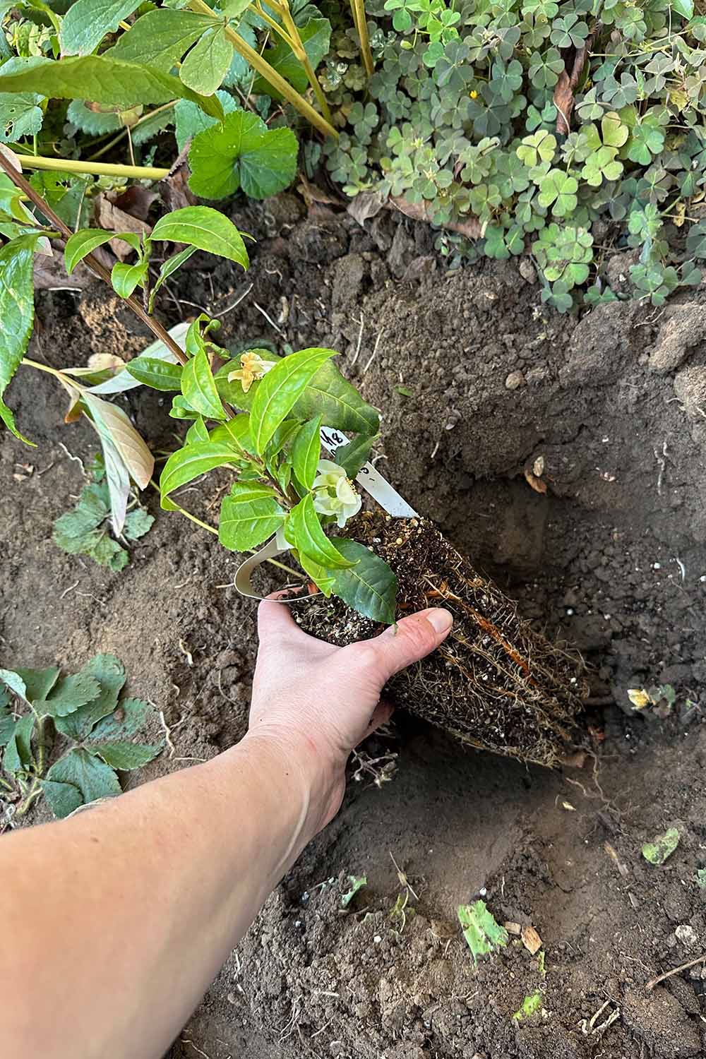 How to Grow Tea Plants (Camellia Sinensis) | Gardener’s Path