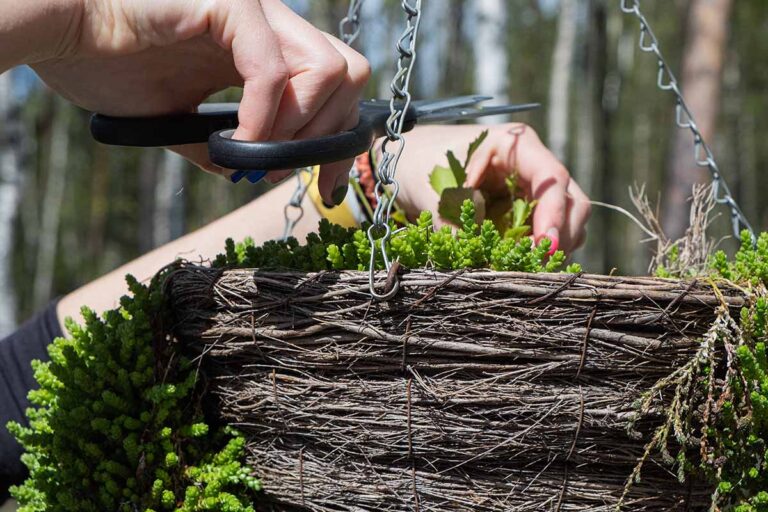 When and How to Prune Sedum (Stonecrop) | Gardener’s Path