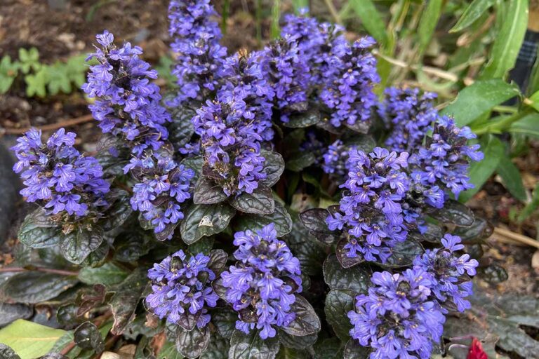 21 of the Best Flowers for Weed Control | Gardener’s Path
