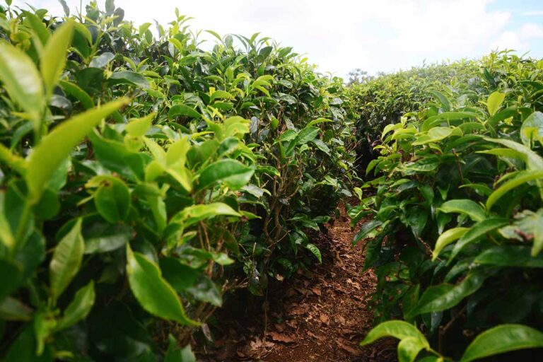 How to Grow Tea Plants (Camellia Sinensis) | Gardener’s Path