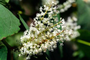How to Grow Hardy Summersweet (Sweet Pepperbush)