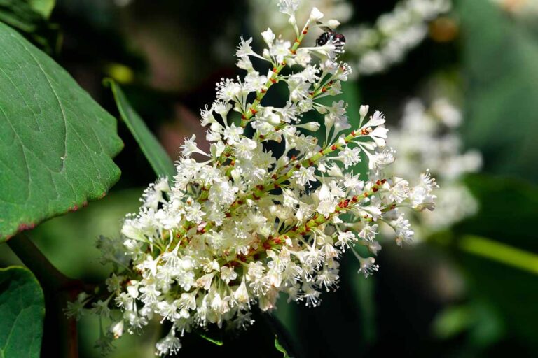 How to Grow Hardy Summersweet (Sweet Pepperbush)