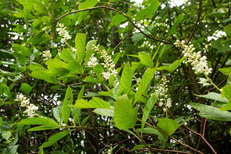 How to Grow Hardy Summersweet (Sweet Pepperbush)