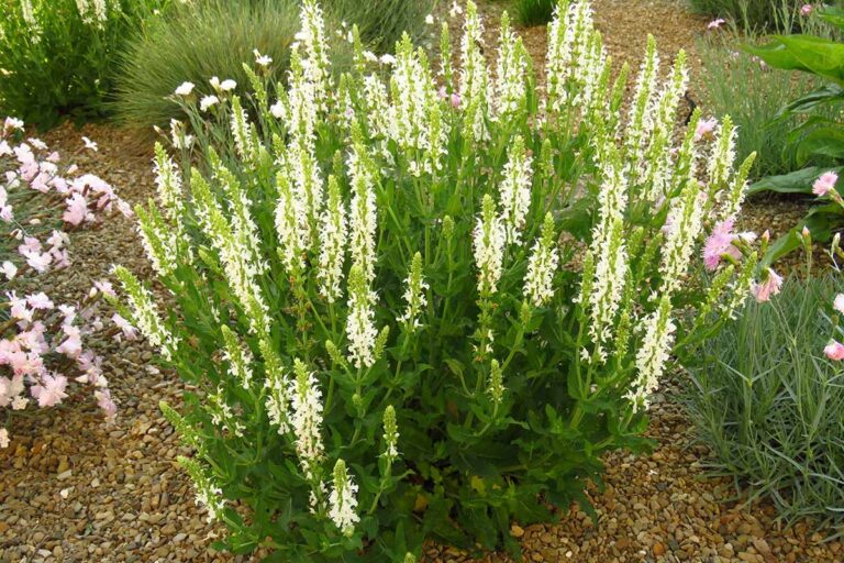 How to Grow Hardy Summersweet (Sweet Pepperbush)