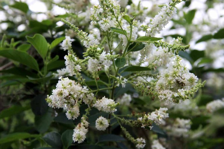 How to Grow and Care for Sweet Almond Bush | Gardener’s Path