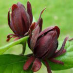 How to Grow Carolina Allspice (Sweetshrub) | Gardener’s Path