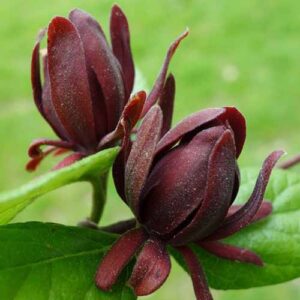How to Grow Carolina Allspice (Sweetshrub) | Gardener’s Path