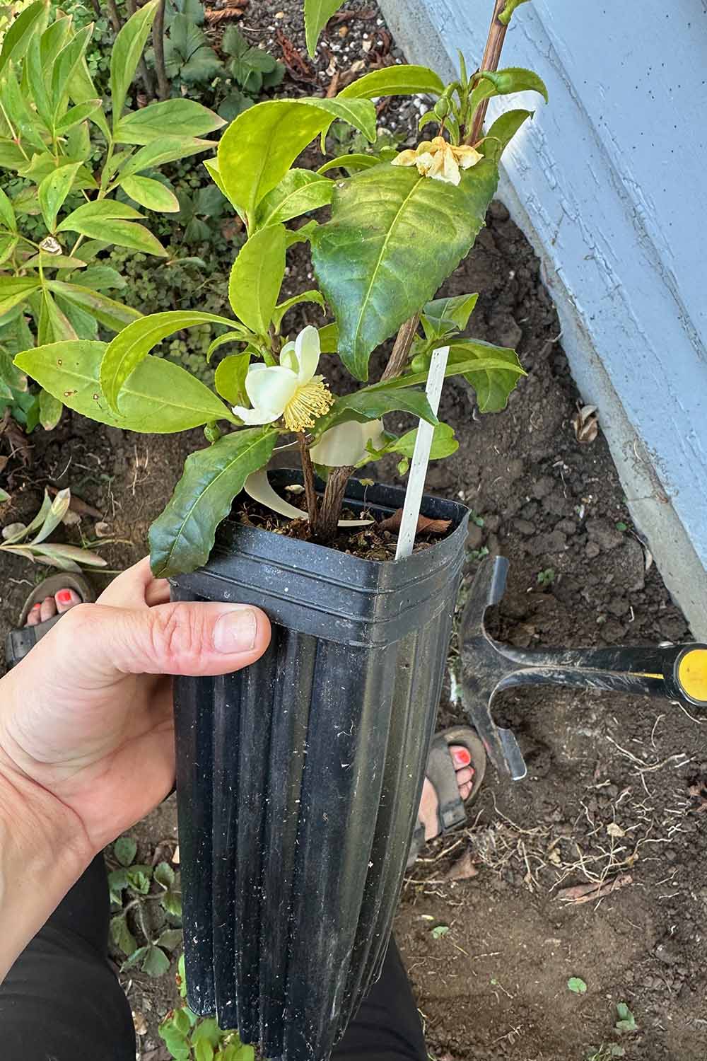 How to Grow Tea Plants (Camellia Sinensis) | Gardener’s Path