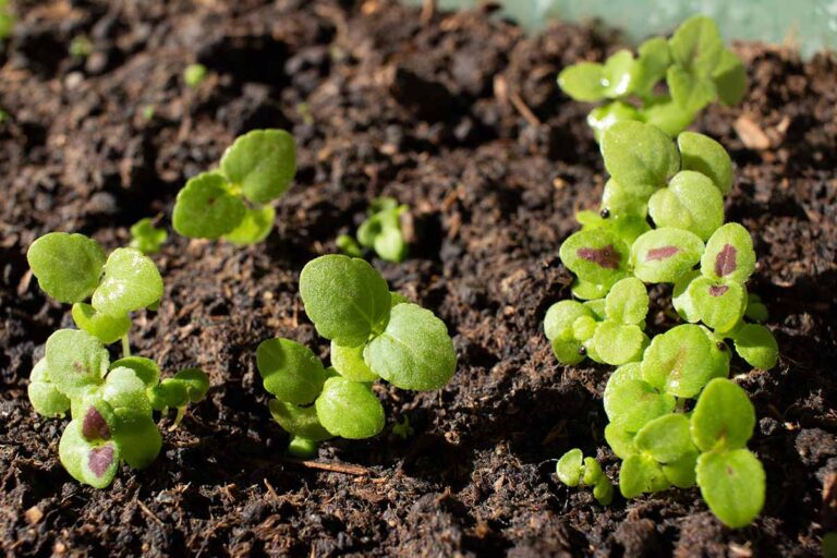 Should You Let Coleus Flower? Best Practices for Vibrant Foliage