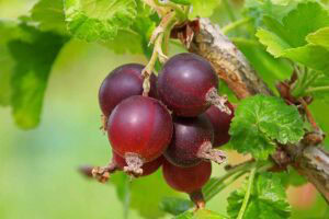 How to Plant and Grow Jostaberries | Gardener’s Path