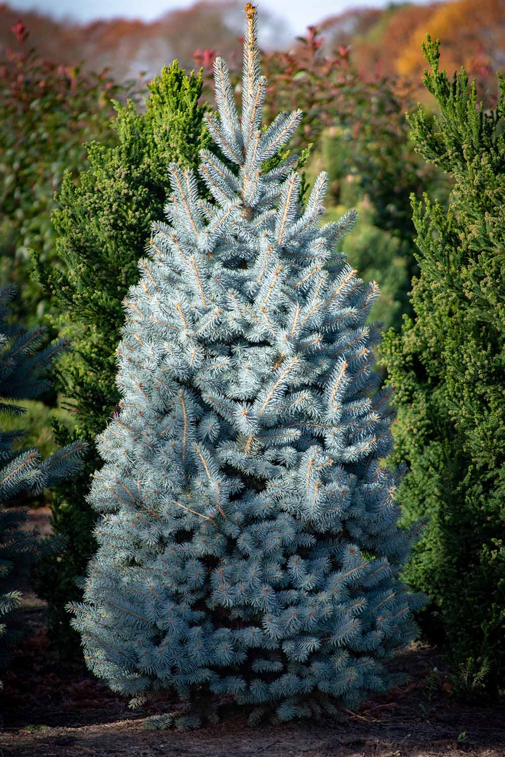 How to Grow and Care for Colorado Blue Spruce | Gardener’s Path