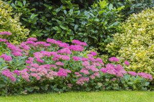 When and How to Prune Sedum (Stonecrop) | Gardener’s Path
