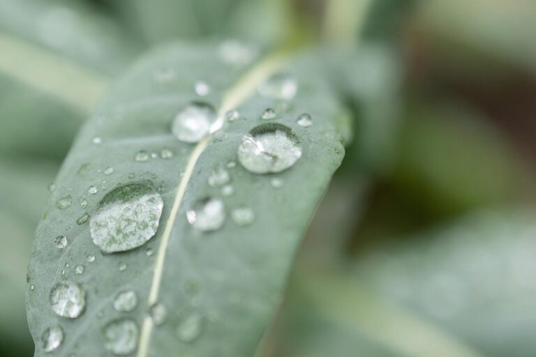 How to Grow and Care for Dyer’s Woad | Gardener’s Path