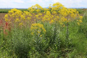 How to Grow and Care for Dyer’s Woad | Gardener’s Path