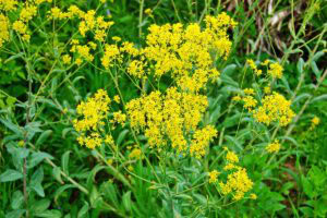 How to Grow and Care for Dyer’s Woad | Gardener’s Path