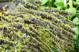 How to Grow and Care for Dyer’s Woad | Gardener’s Path