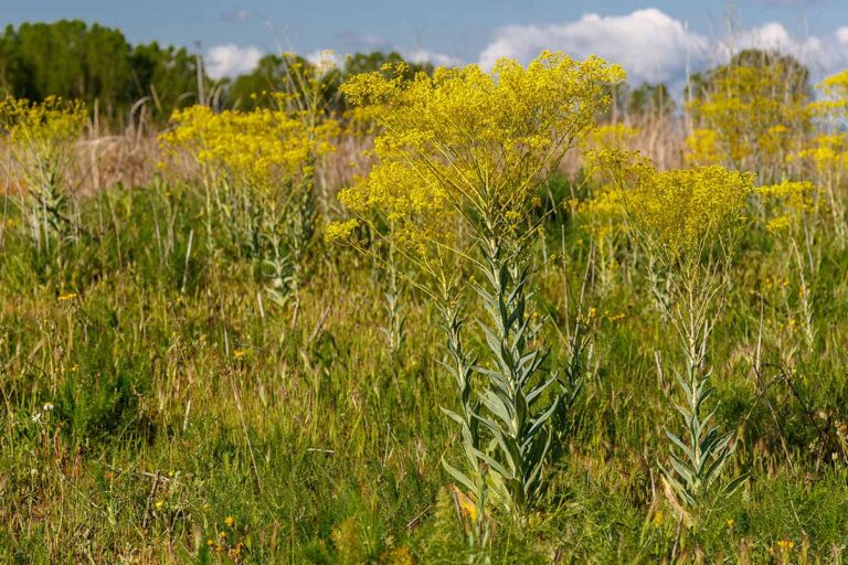 How to Grow and Care for Dyer’s Woad | Gardener’s Path
