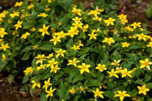 21 of the Best Flowers for Weed Control | Gardener’s Path