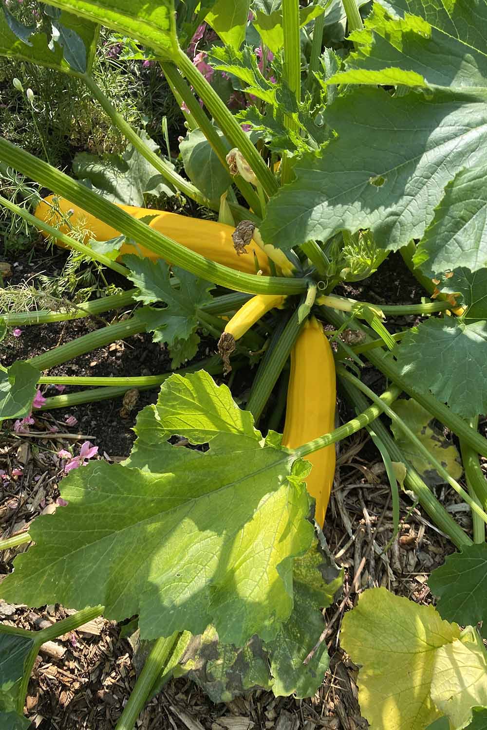 Troubleshooting Yellow Leaves on Zucchini: 7 Common Causes