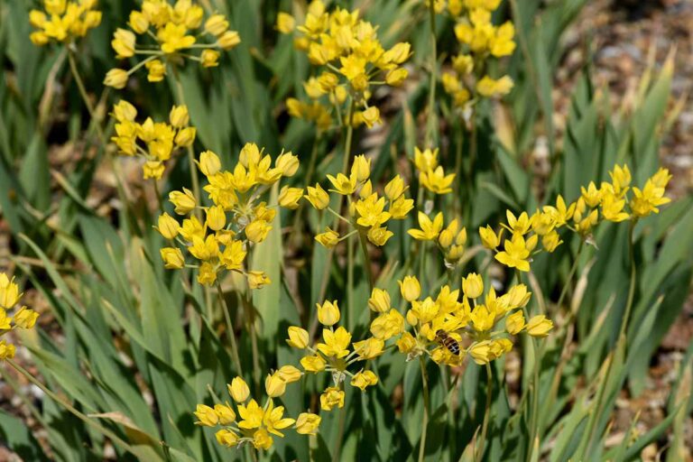 How to Grow Golden Garlic (Allium Moly) | Gardener’s Path