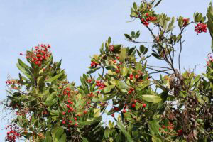 How to Grow Toyon (California Holly) | Gardener’s Path