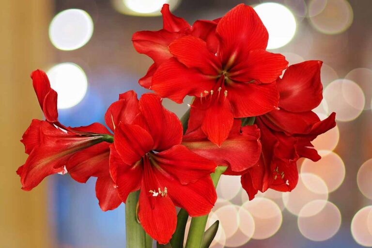 How to Force Amaryllis Bulbs to Bloom Indoors | Gardener’s Path