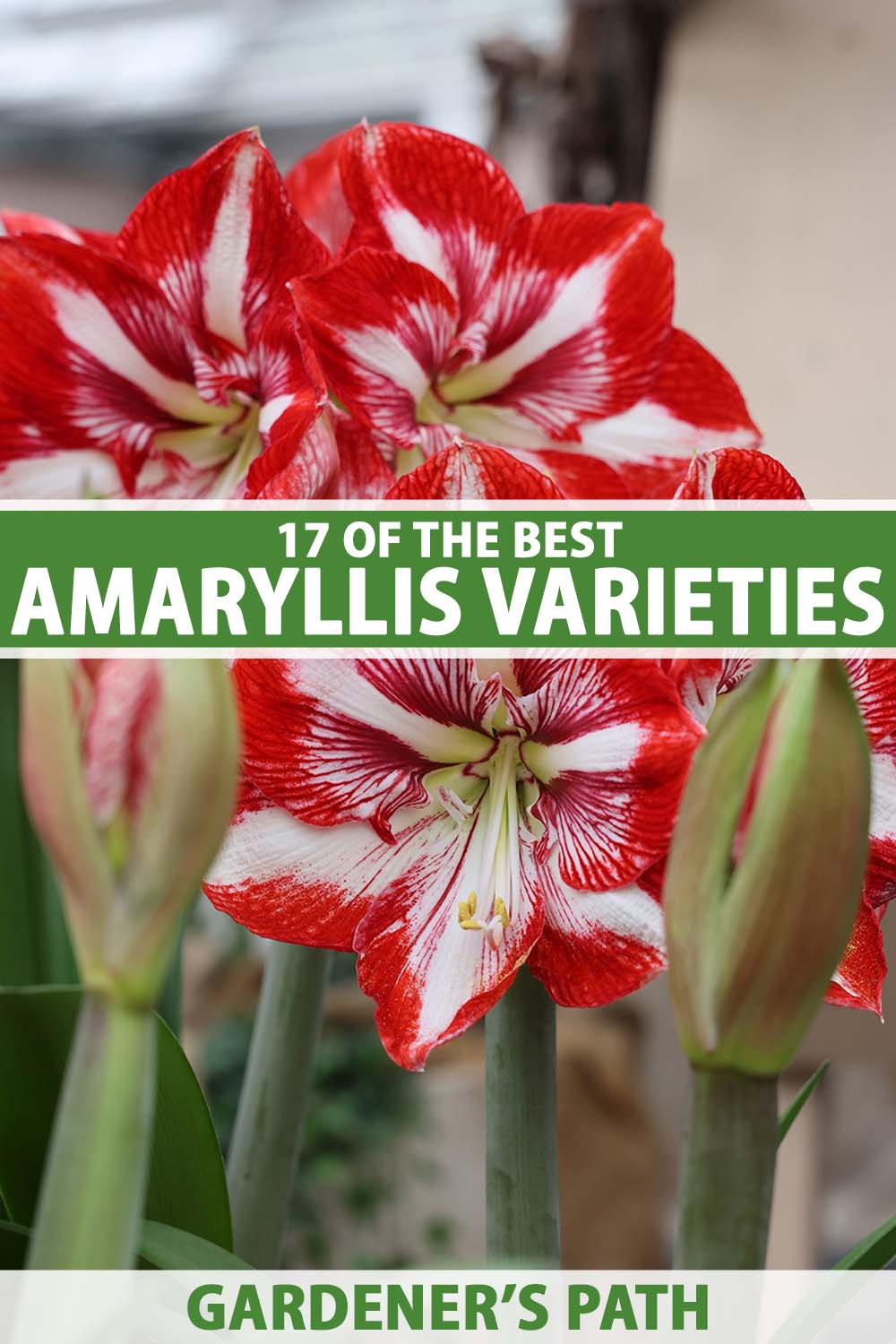 17 Awesome Amaryllis Varieties to Grow Indoors or Out