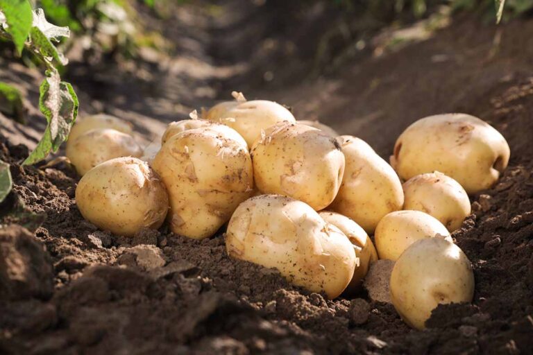 31 of the Best Companion Plants for Potatoes | Gardener’s Path