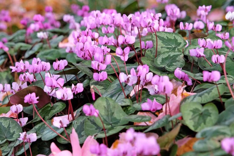 Learn About 15 Different Types of Cyclamen Plants