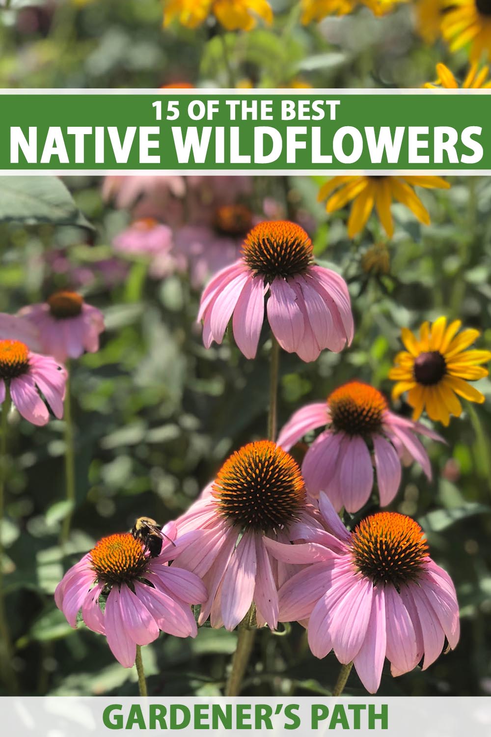 15 of the Best Native Wildflowers for the US and Canada