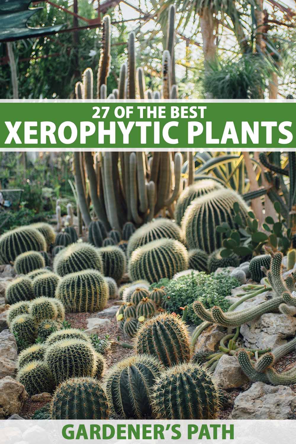 27 of the Best Xerophytes to Grow in a Water-Wise Garden