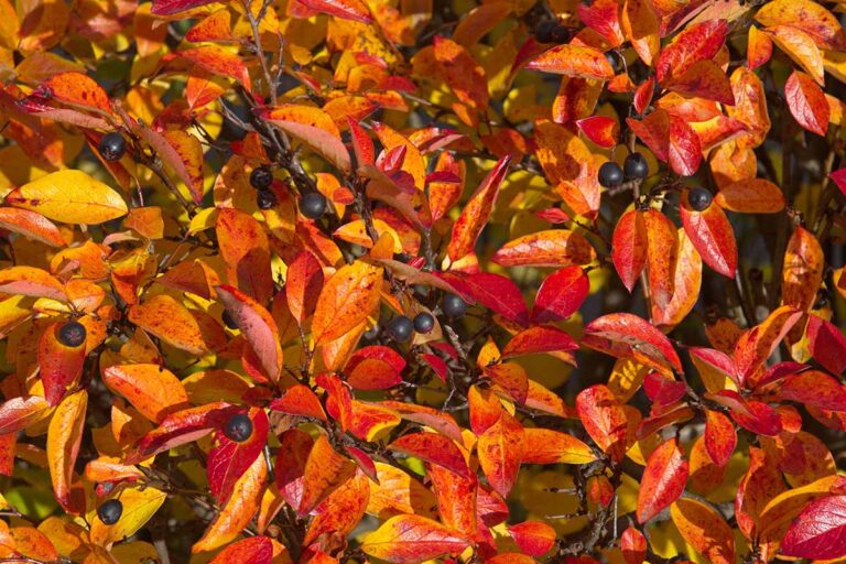 21 of the Best Cotoneaster Varieties for Your Landscape