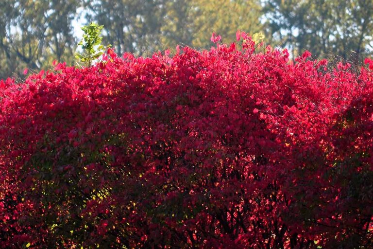 How to Grow and Care for Burning Bush | Gardener’s Path