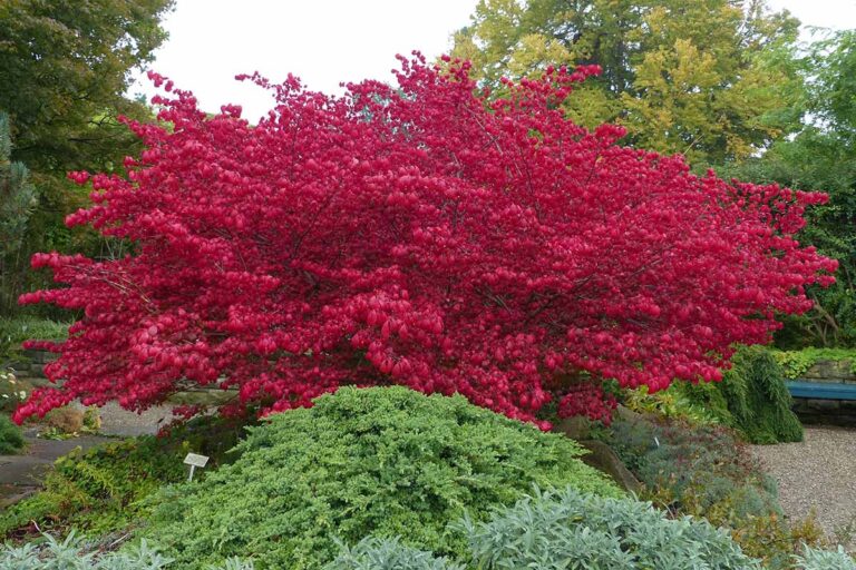 How to Grow and Care for Burning Bush | Gardener’s Path
