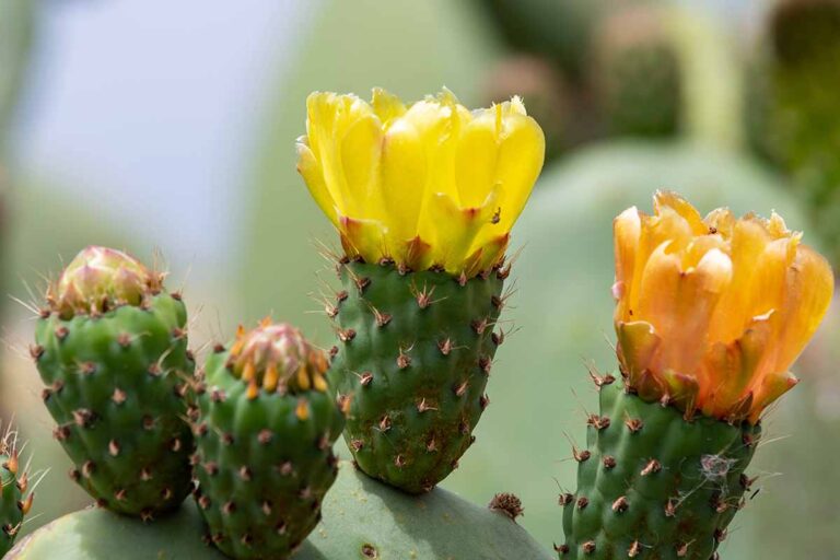 When and How to Prune Cactus | Gardener’s Path