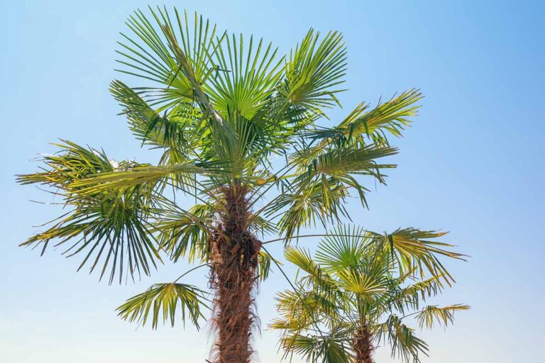 How to Grow and Care for California Fan Palms | Gardener’s Path
