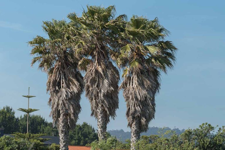 How to Grow and Care for California Fan Palms | Gardener’s Path