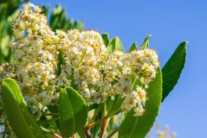 How to Grow Toyon (California Holly) | Gardener’s Path