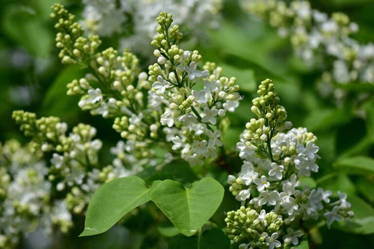 23 of the Best Lilac Varieties for Your Landscape | Gardener’s Path