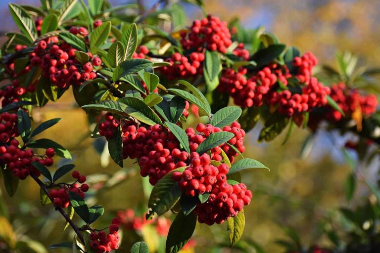 21 of the Best Cotoneaster Varieties for Your Landscape