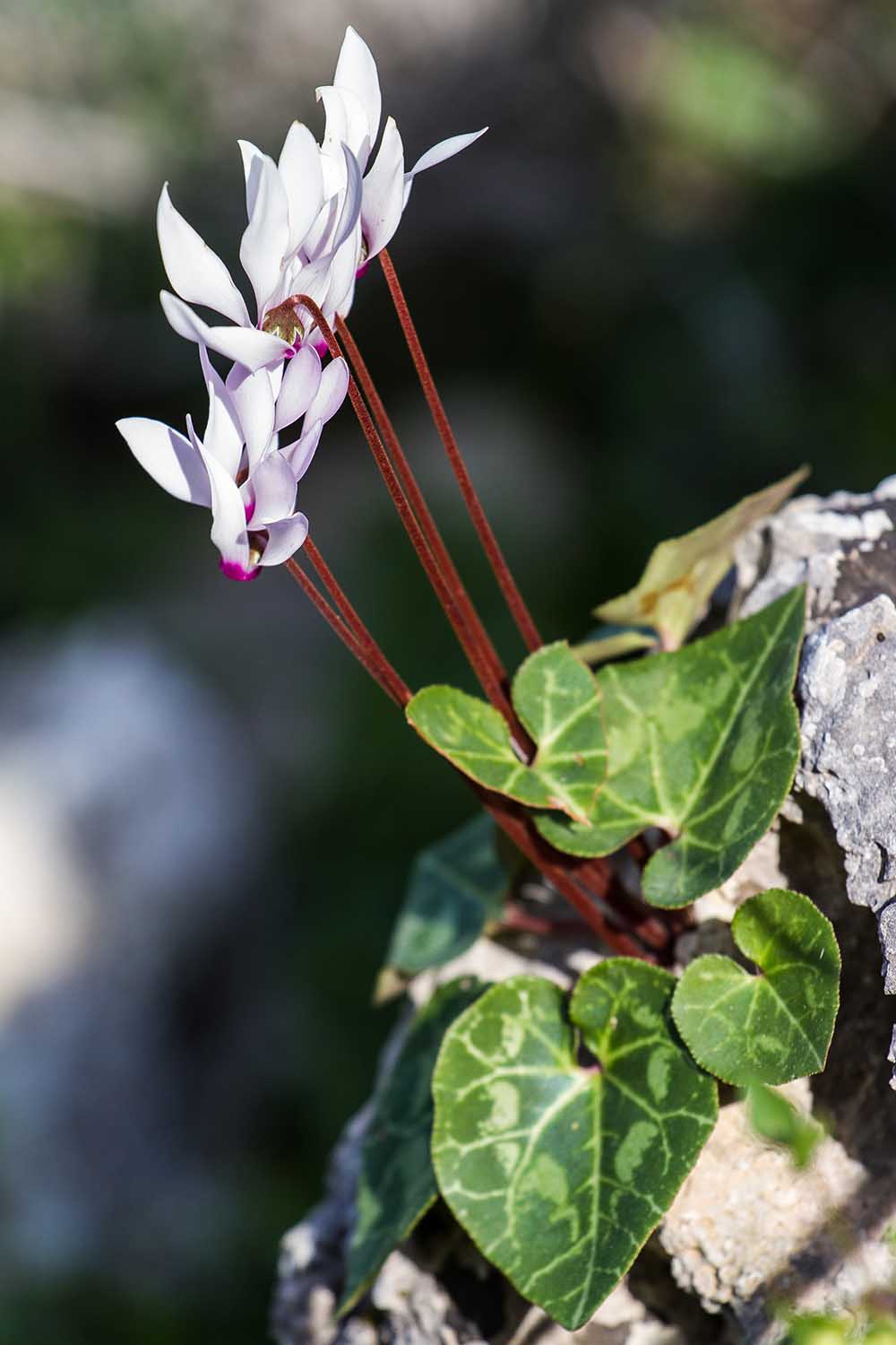 Learn About 15 Different Types of Cyclamen Plants
