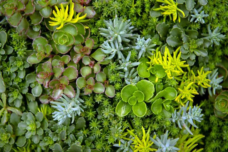 When and How to Divide Sedum (Stonecrop) | Gardener’s Path