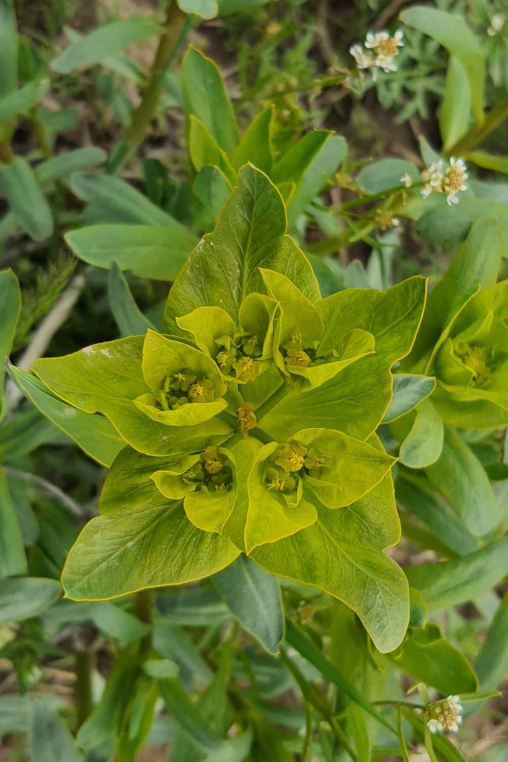 27 of the Best Xerophytes to Grow in a Water-Wise Garden