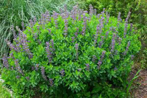 How to Grow False Indigo (Baptisia) | Gardener’s Path
