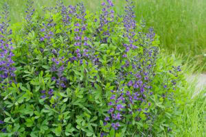 How to Grow False Indigo (Baptisia) | Gardener’s Path