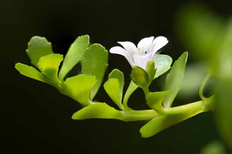 How to Grow and Care for Bacopa (Water Hyssop)