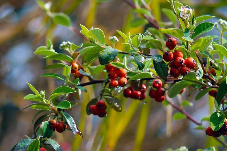 21 of the Best Cotoneaster Varieties for Your Landscape