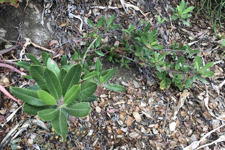 How to Grow Toyon (California Holly) | Gardener’s Path