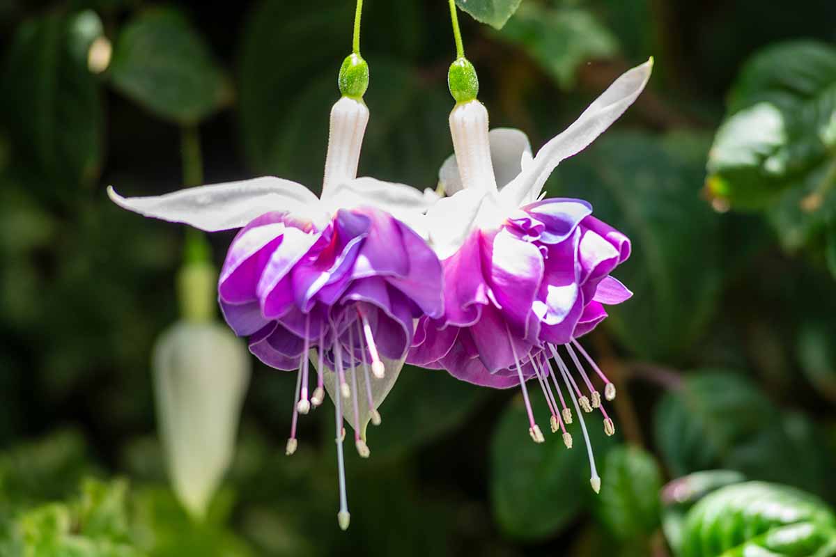 17 Of The Best Fuchsia Varieties To Grow In Your Garden